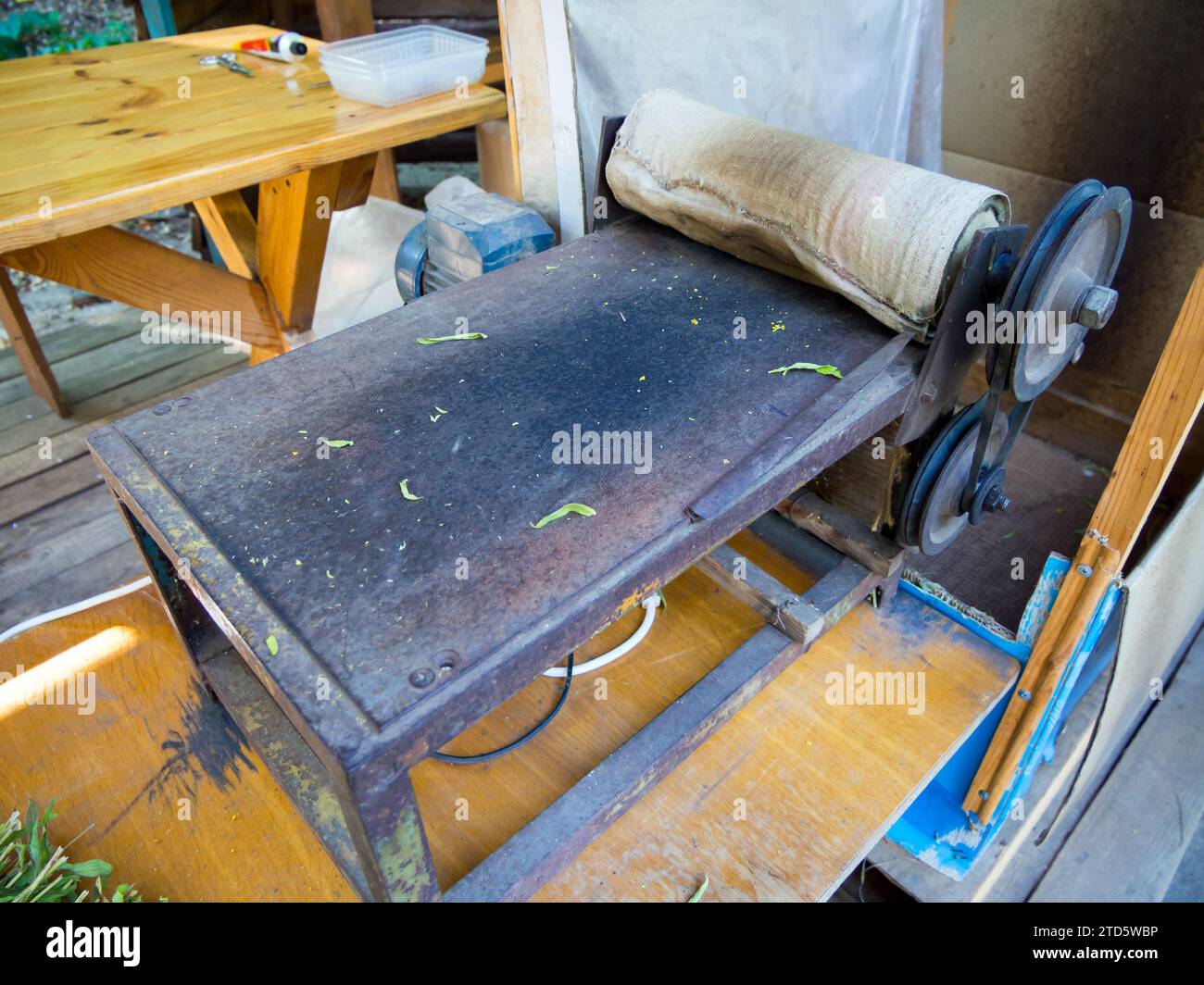 Tea processing rolling hi-res stock photography and images - Alamy