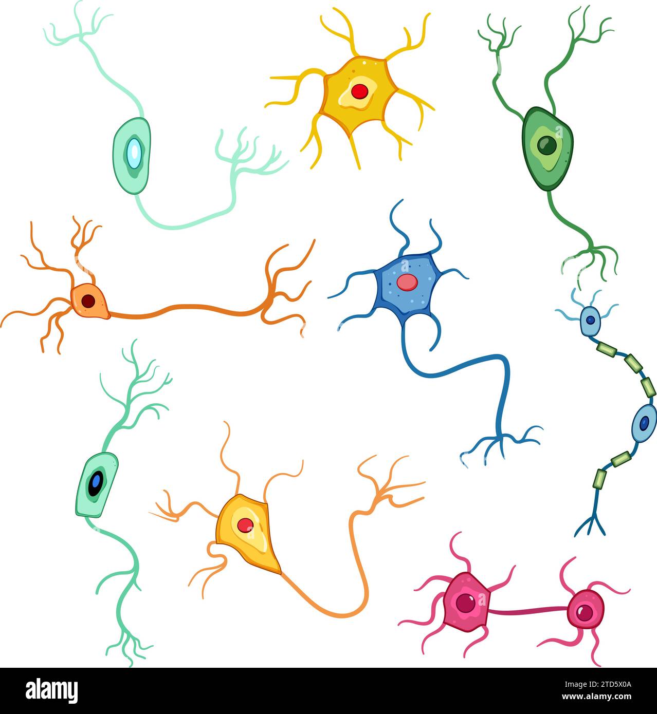 Neuro tissue Stock Vector Images - Alamy