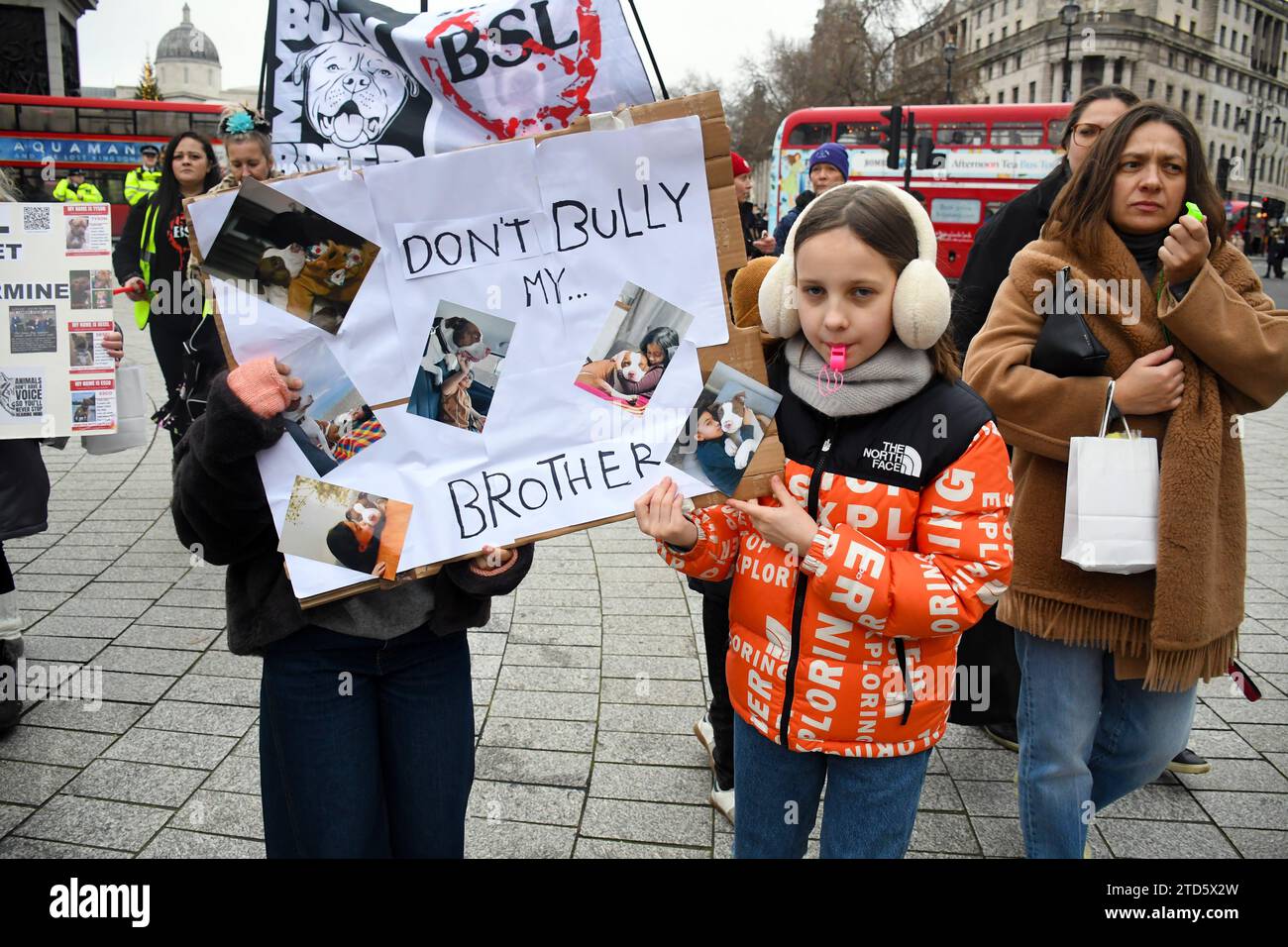 Xl bully dogs hi-res stock photography and images - Alamy