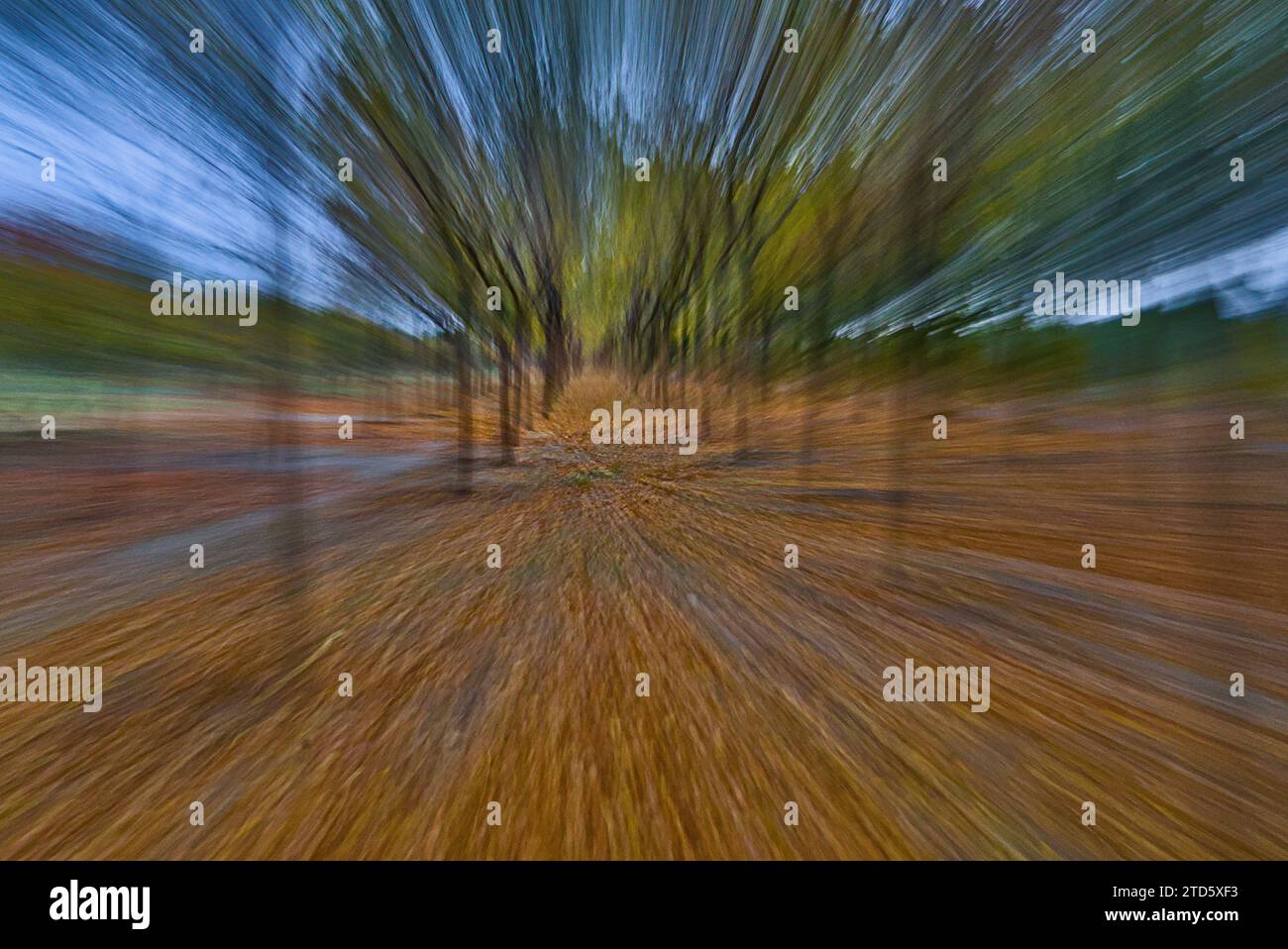 The abstract of autumn trees created by intentional camera movement ...