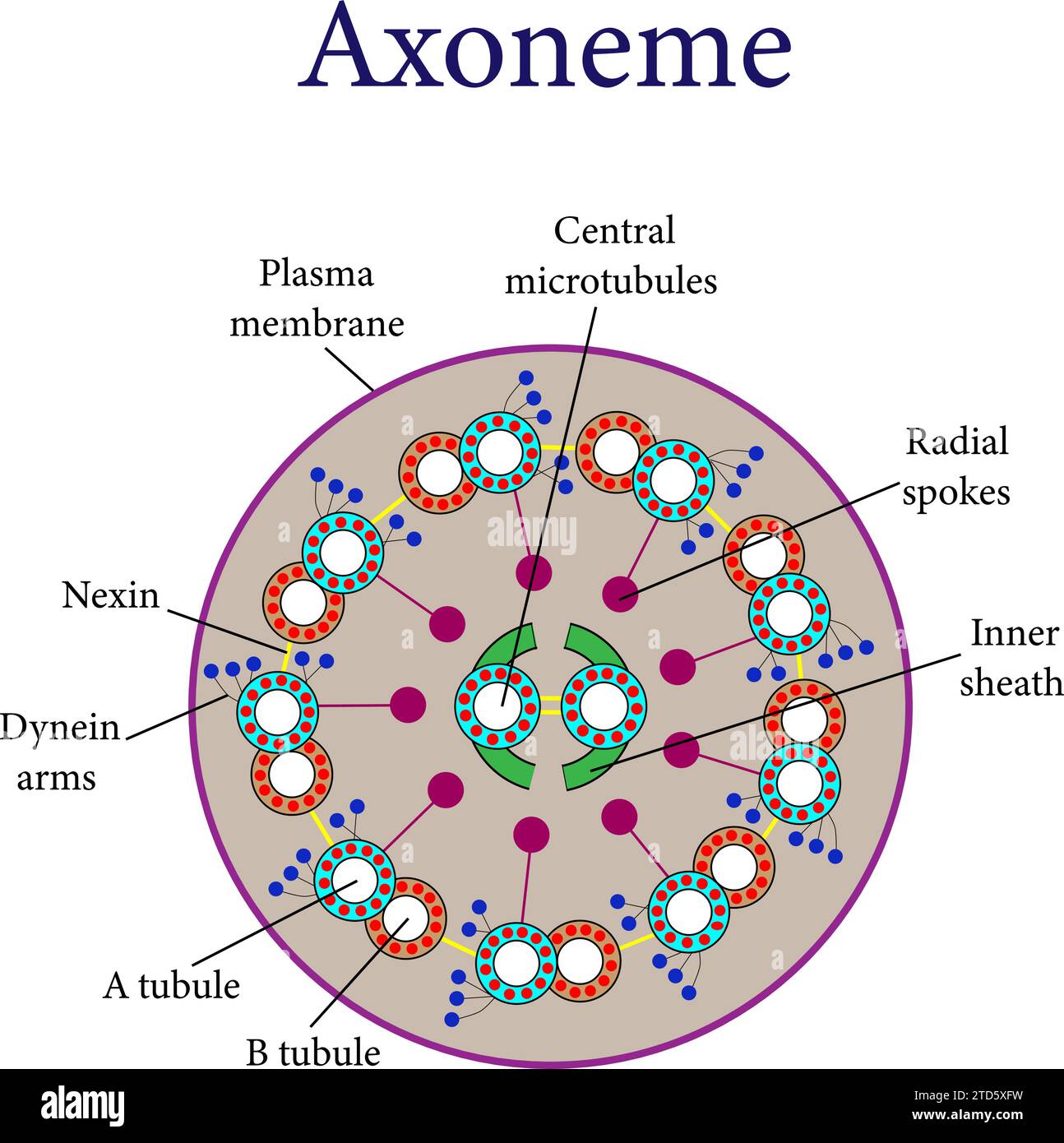Axonemal dynein hi-res stock photography and images - Alamy