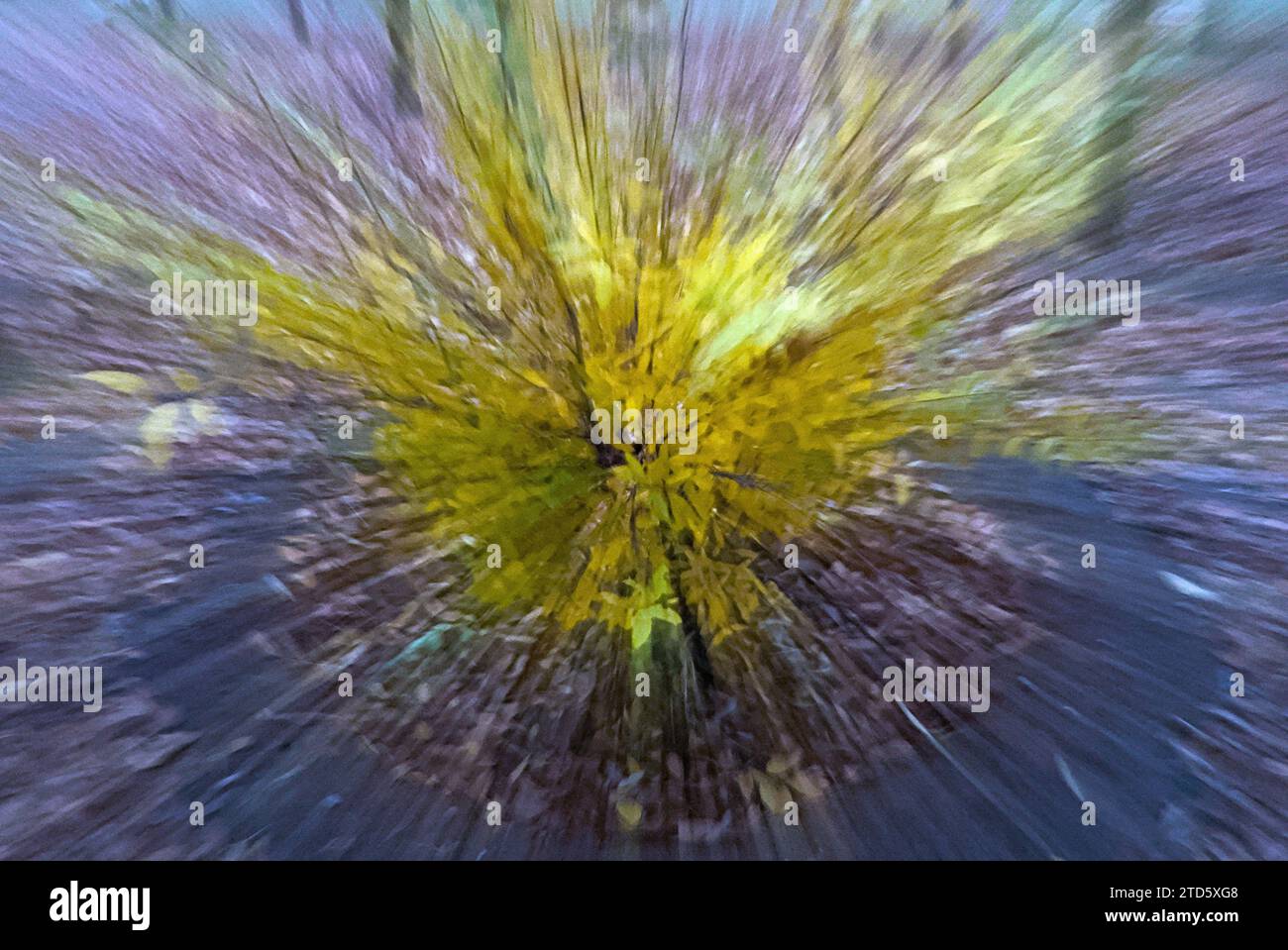 The abstract of autumn trees created by intentional camera movement ...