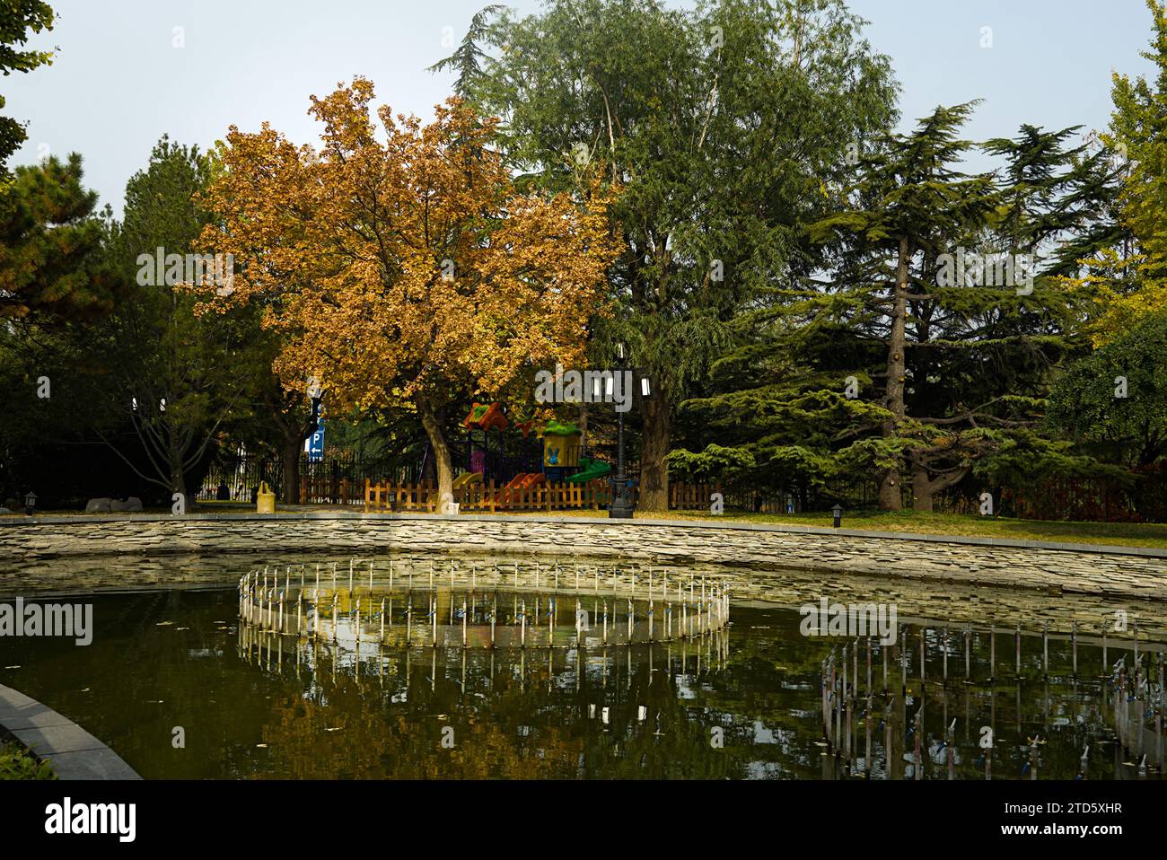 Ginkgo biloba tree branch with yellow leaves above a small pond in ...