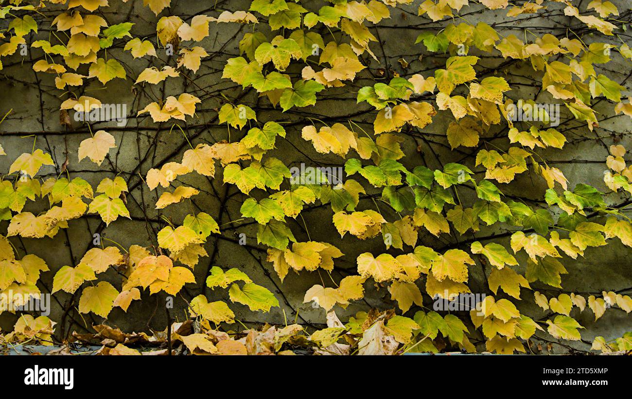 Grape vine leaves on the wall. The color is changing from green to ...