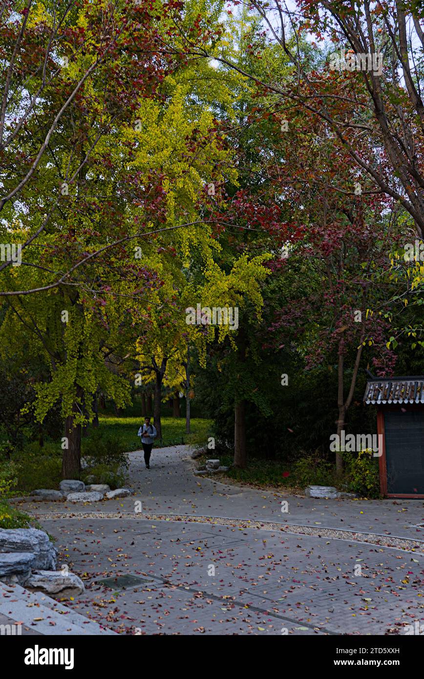 Color changing ginkgo trees in Fragrant Hills Park, Beijing, China ...