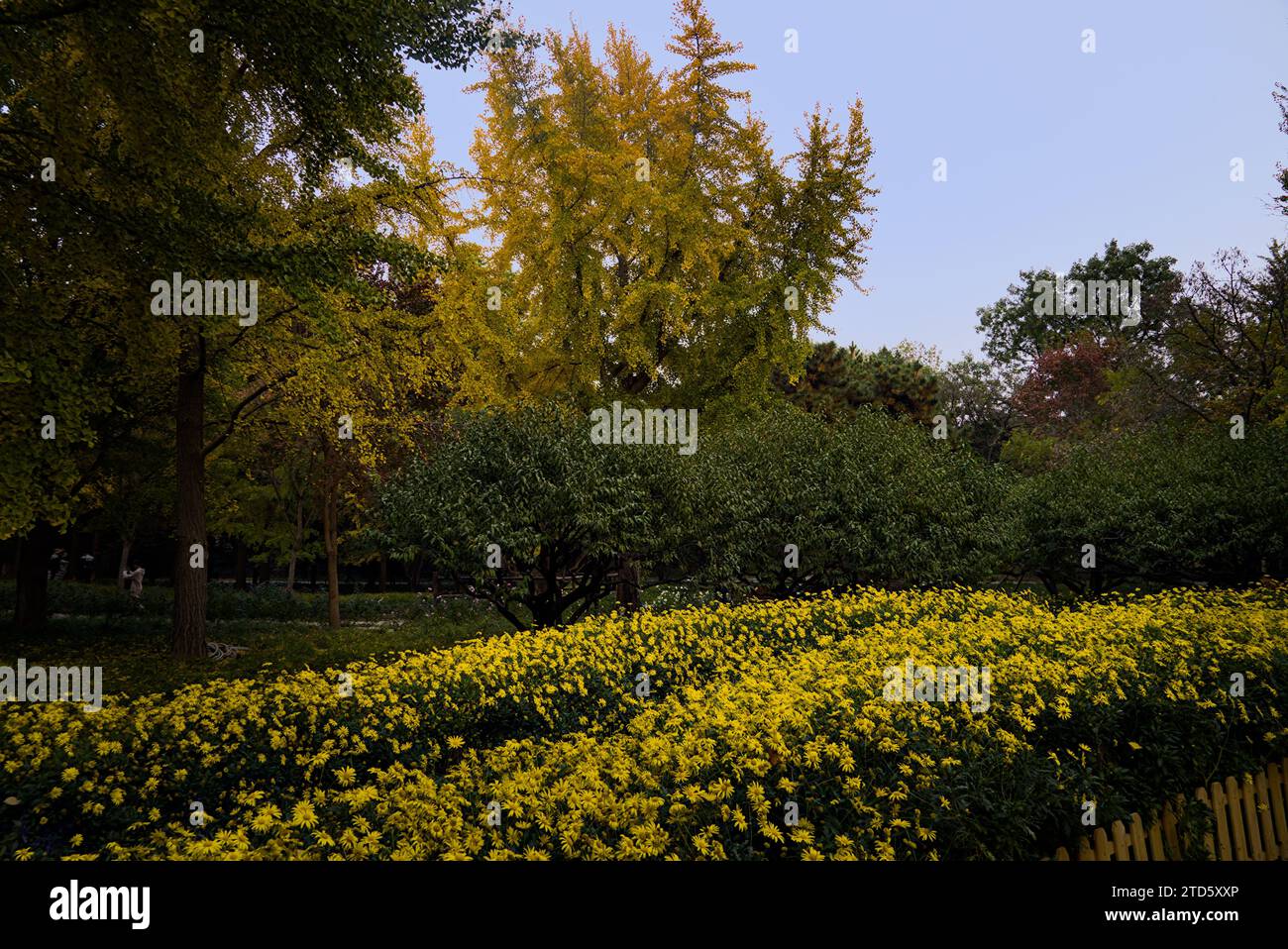 Color changing ginkgo trees in Fragrant Hills Park, Beijing, China ...