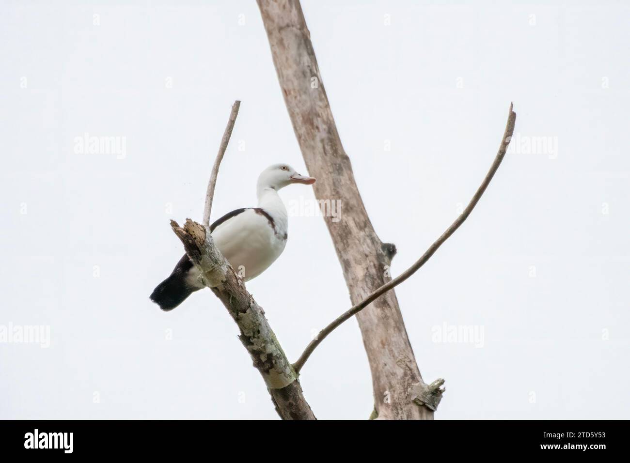 Radjah shelduck, raja shelduck, black-backed shelduck or Radjah radjah ...