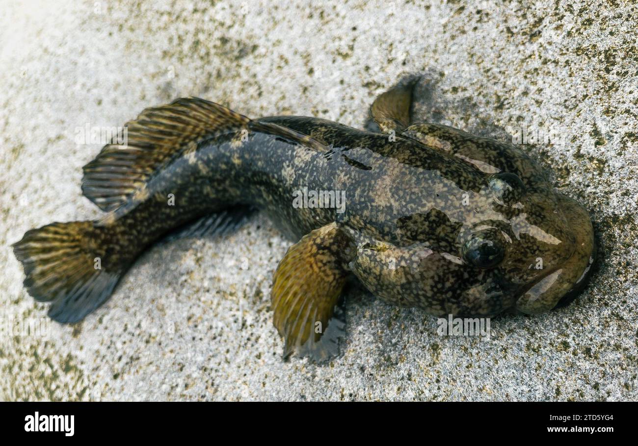 the Goby or Bull-calf Round Timber (Gobiidae) sea fish Stock Photo - Alamy