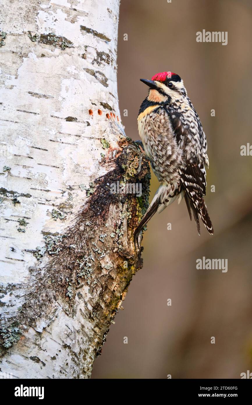 Yellow-bellied Sapsucker, Sphyrapicus varius, perched on birch tree ...