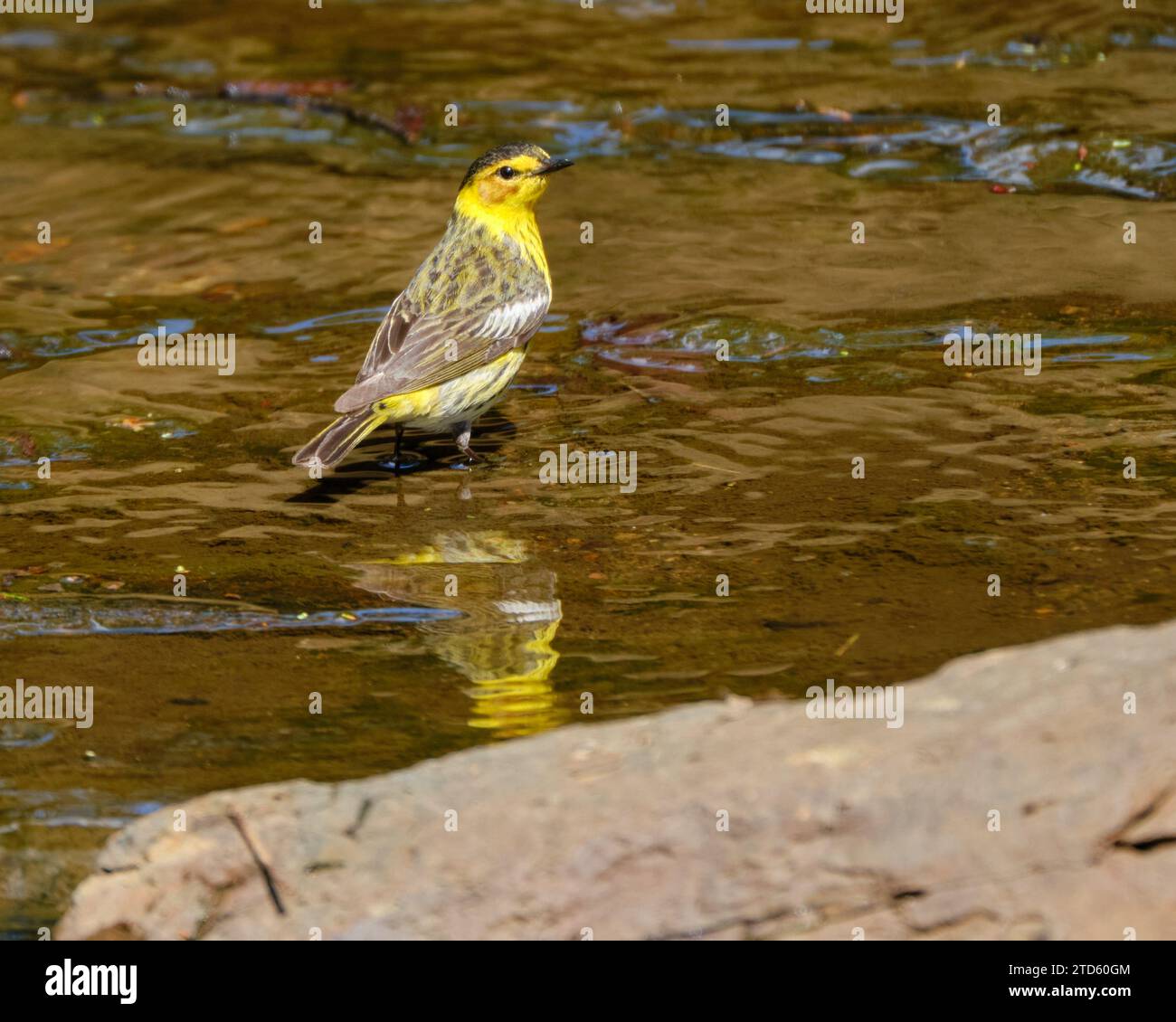 Cape May Warbler, Setophaga tigrina, bathing in small creek Stock Photo ...