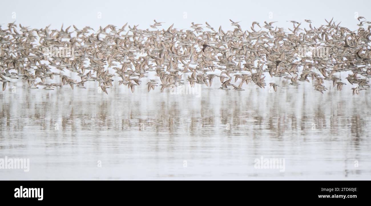 Large flock of Semipalmated Sandpipers flying off rocky beach in bay of ...