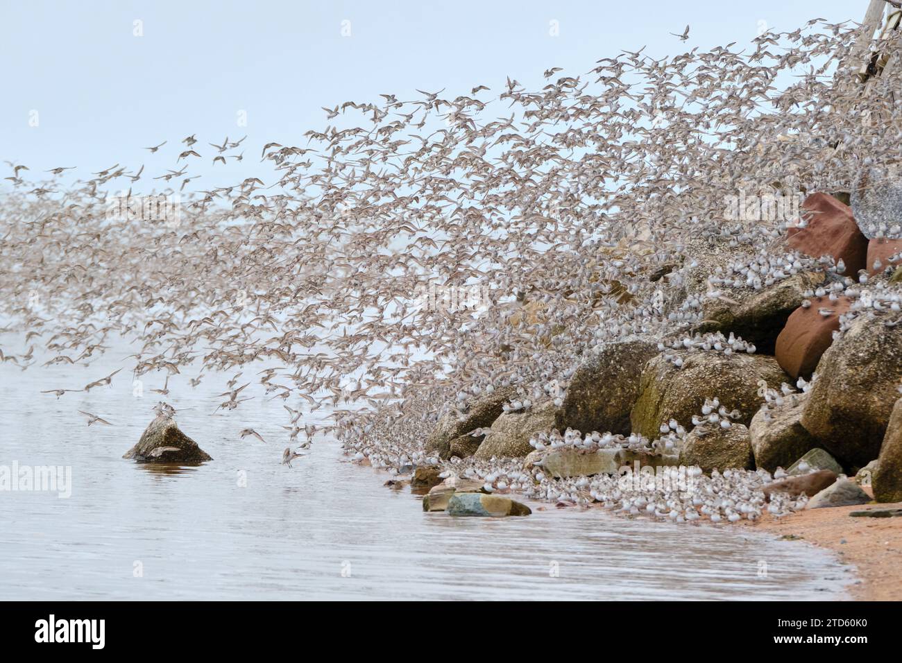 Large flock of Semipalmated Sandpipers flying off rocky beach in bay of ...