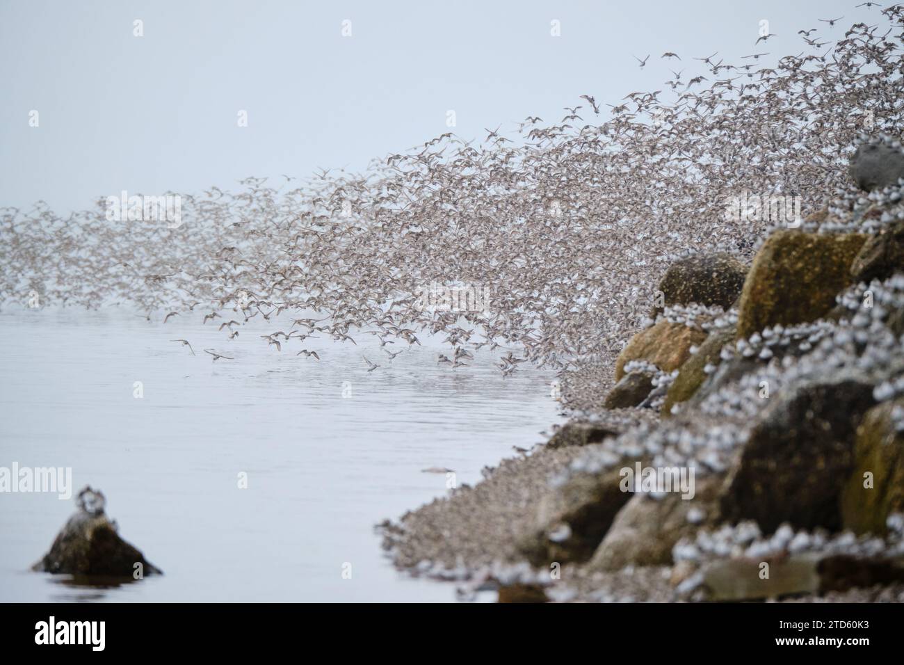 Large flock of Semipalmated Sandpipers flying off rocky beach in bay of ...