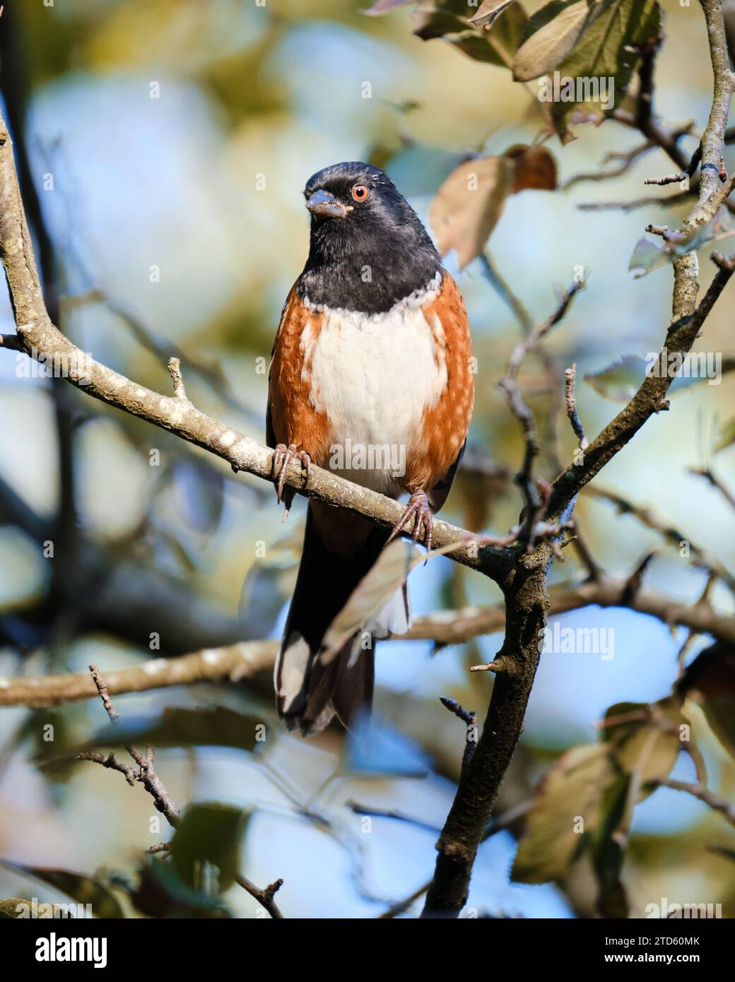 Spotted Towhee, Pipilo maculatus, perched in tree branch Stock Photo ...