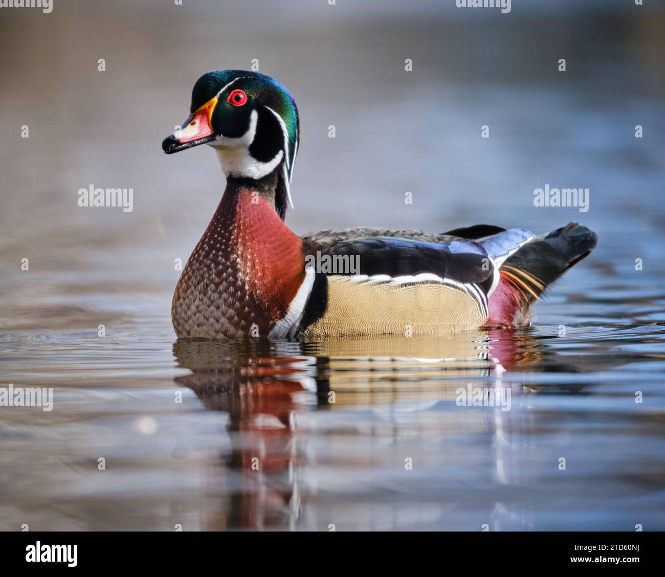 Male wood duck, Aix Sponsa, in water wading looking at camera Stock ...