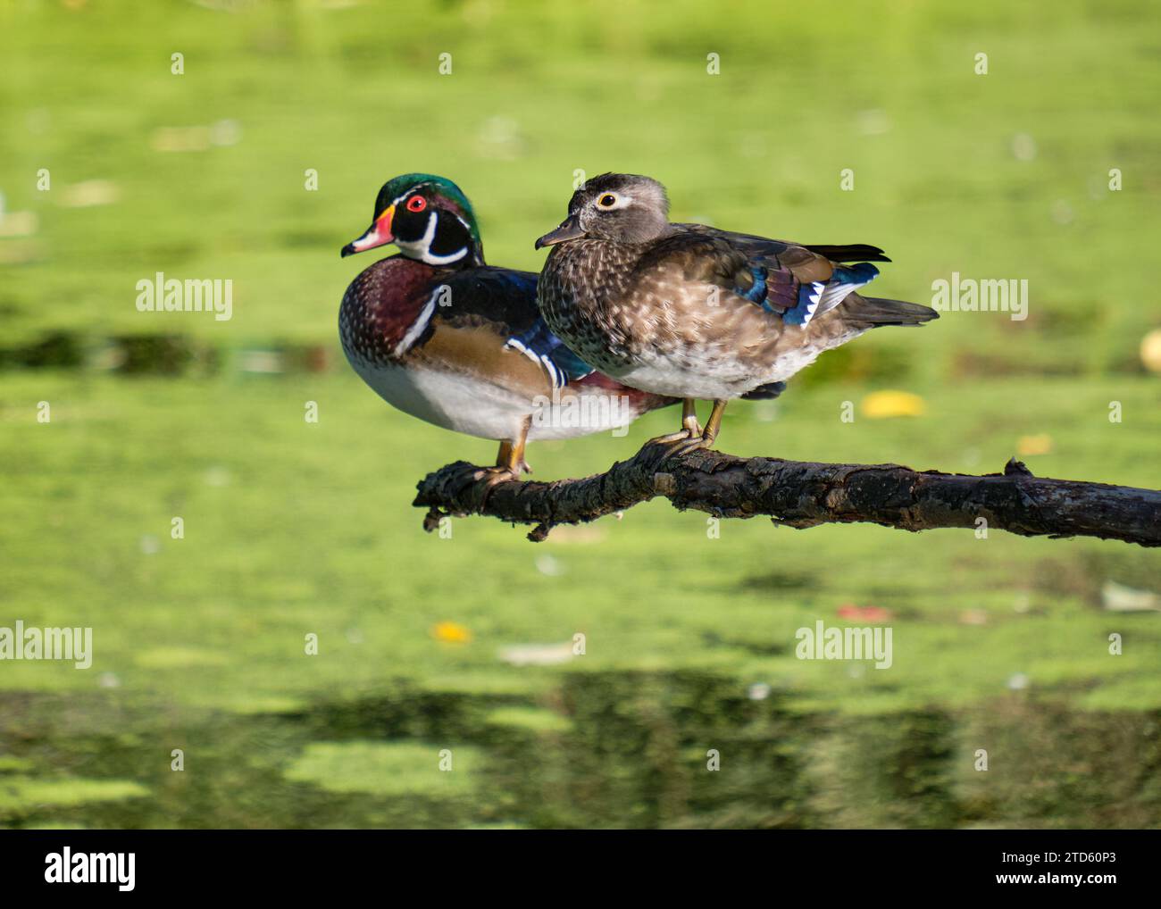 Couple of wood duck (Aix sponsa) sitting on branch over green pond ...
