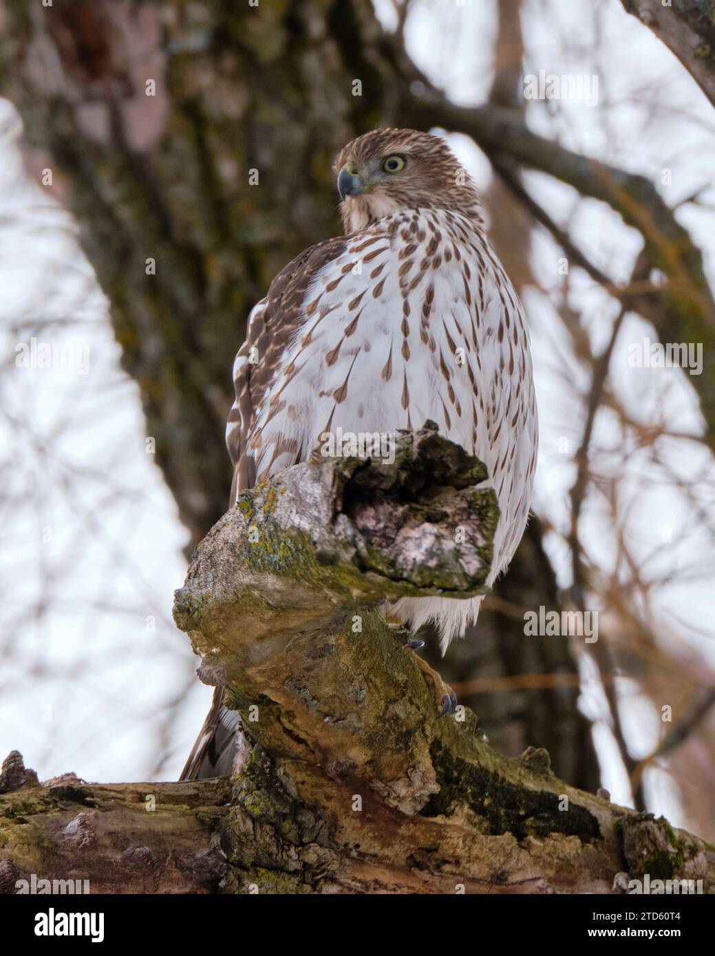 Juvenile Cooper`s Hawk perched on branch Stock Photo - Alamy