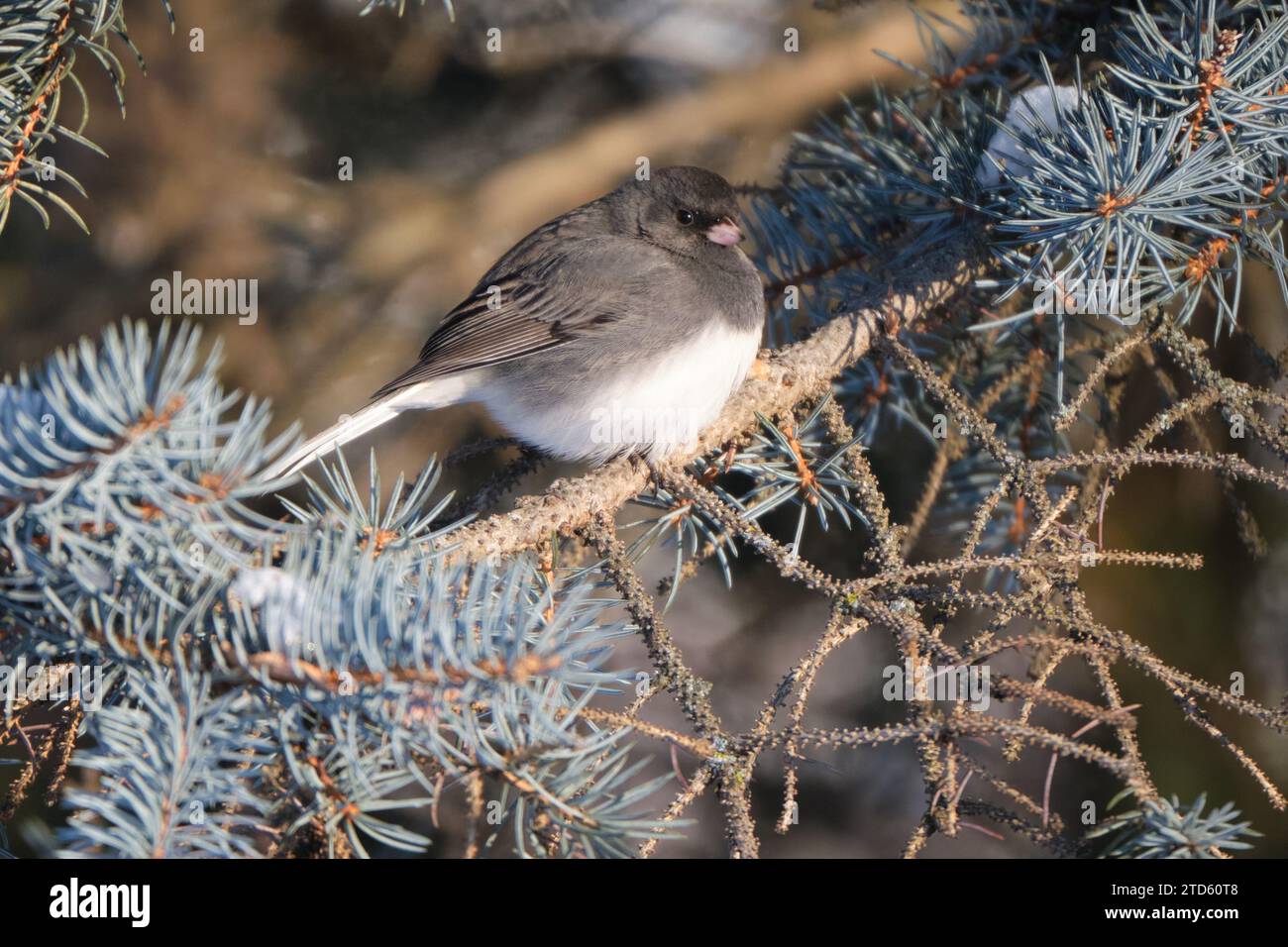 Junko bird hi-res stock photography and images - Alamy