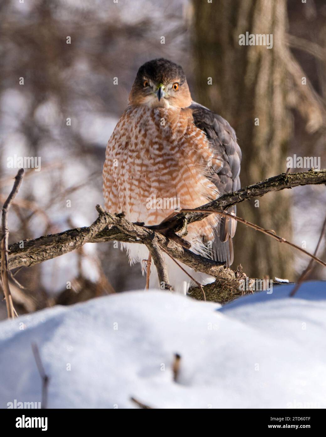 Sharp-shinned Hawk, perched on branch in snowy scene Stock Photo - Alamy