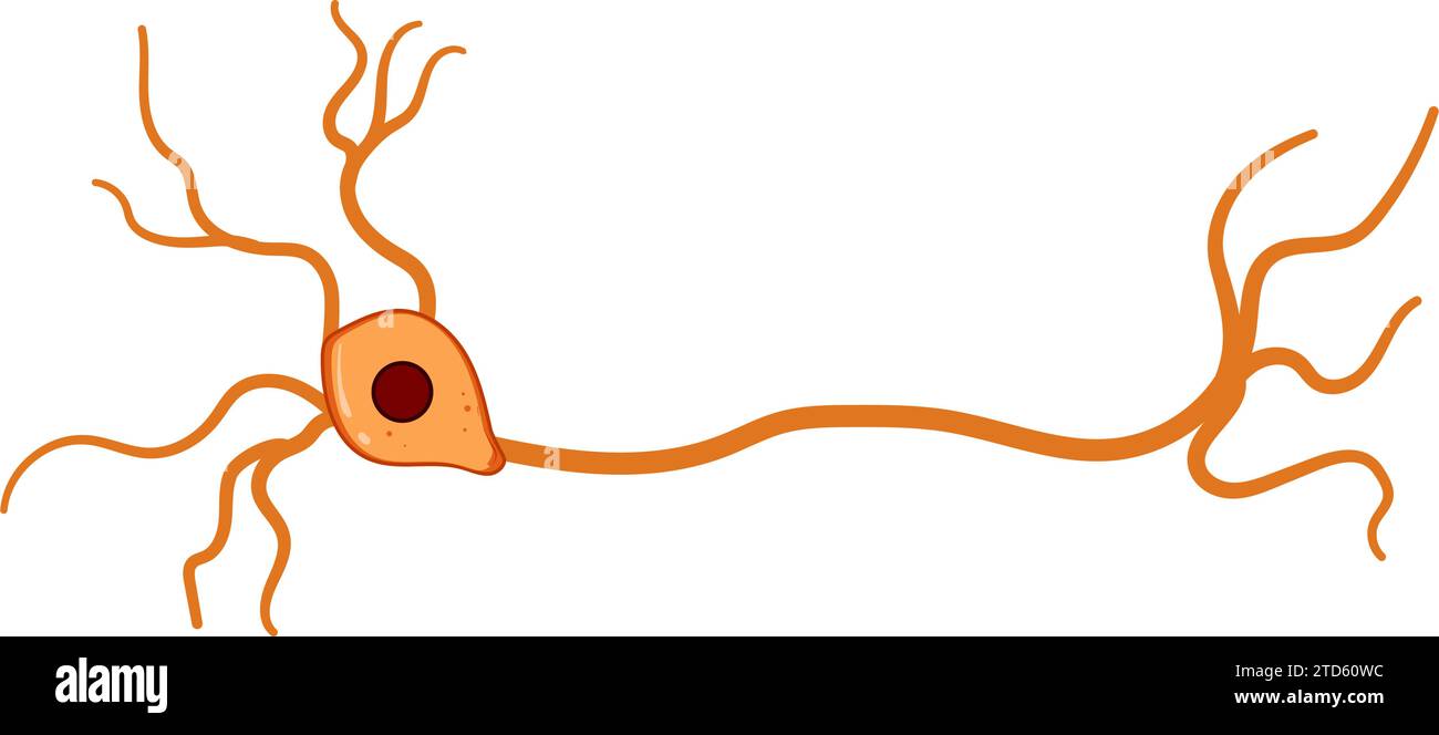 cell neurons cartoon vector illustration Stock Vector Image & Art - Alamy