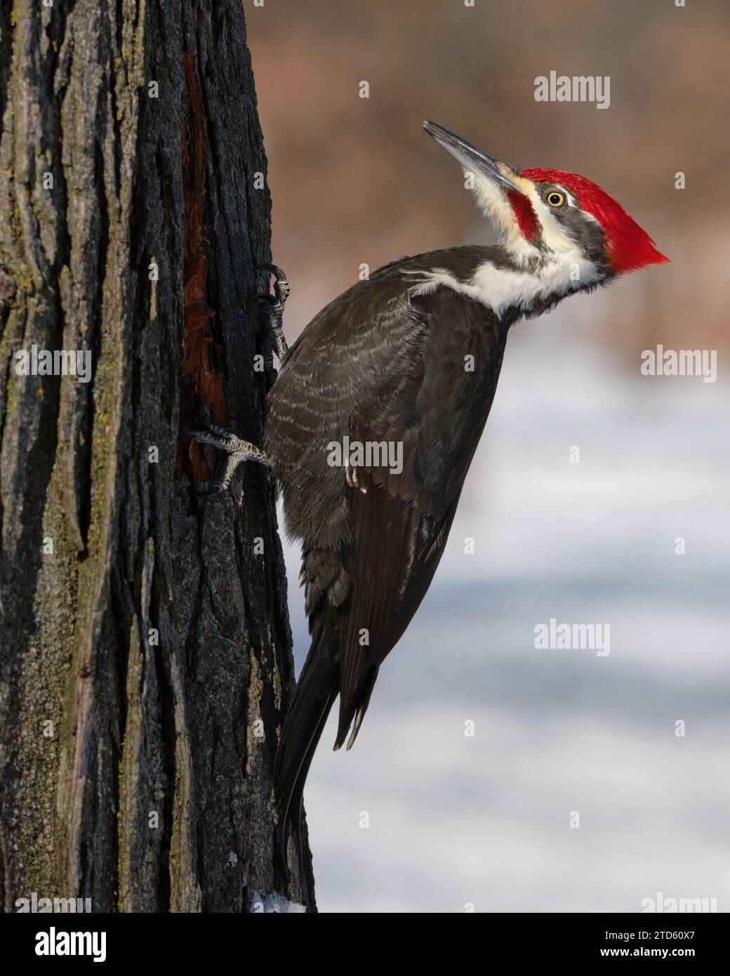 Male Pileated Woodpecker (Dryocopus pileatus), perched on a tree trunk ...