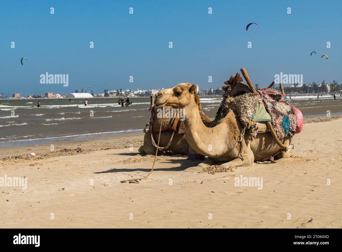 Holiday Morocco Essaouira Beach Sand Architecture Animals Horses Camels ...