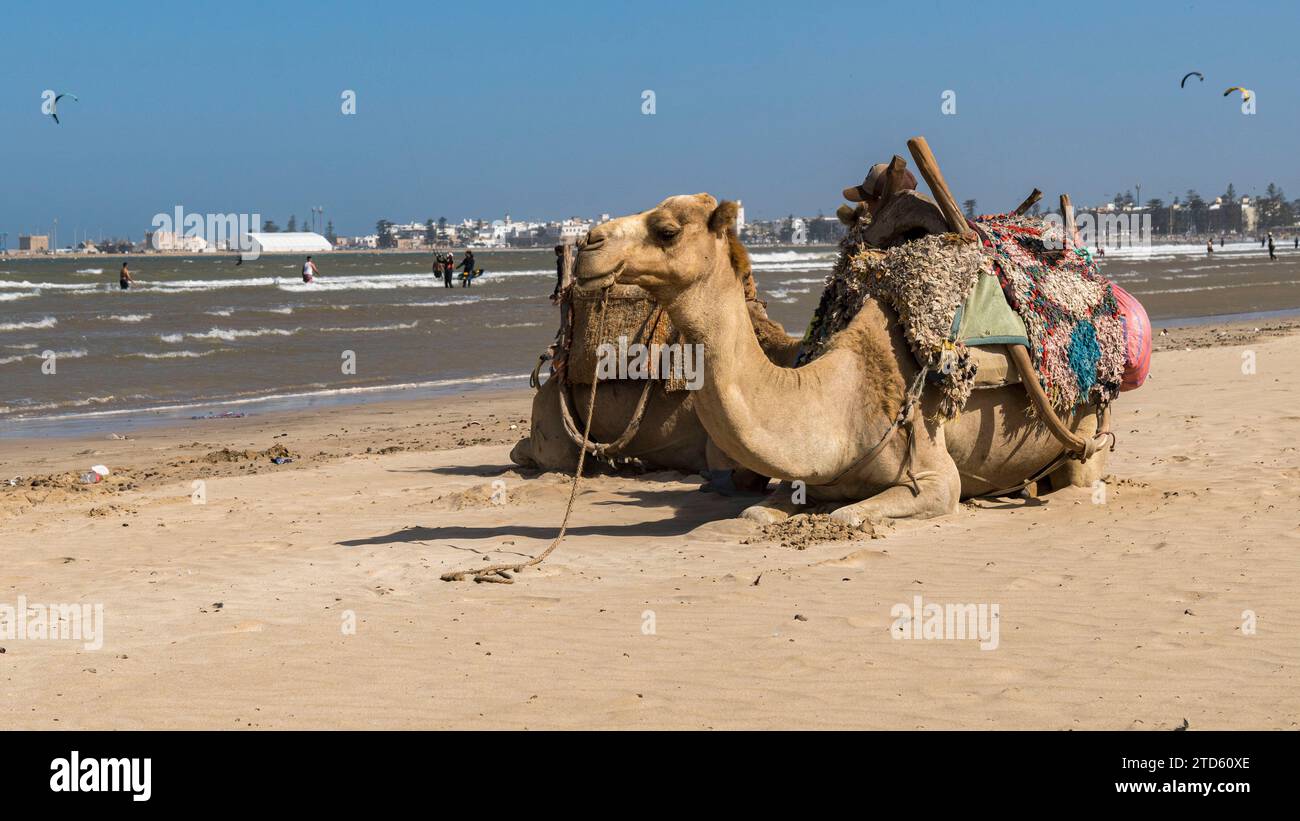 Holiday Morocco Essaouira Beach Sand Architecture Animals Horses Camels ...