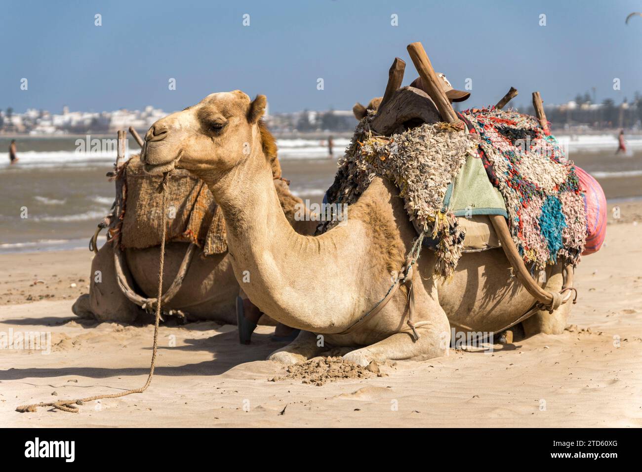 Holiday Morocco Essaouira Beach Sand Architecture Animals Horses Camels ...