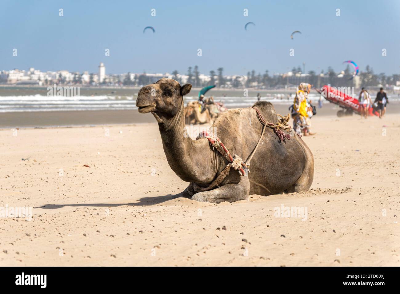 Holiday Morocco Essaouira Beach Sand Architecture Animals Horses Camels ...