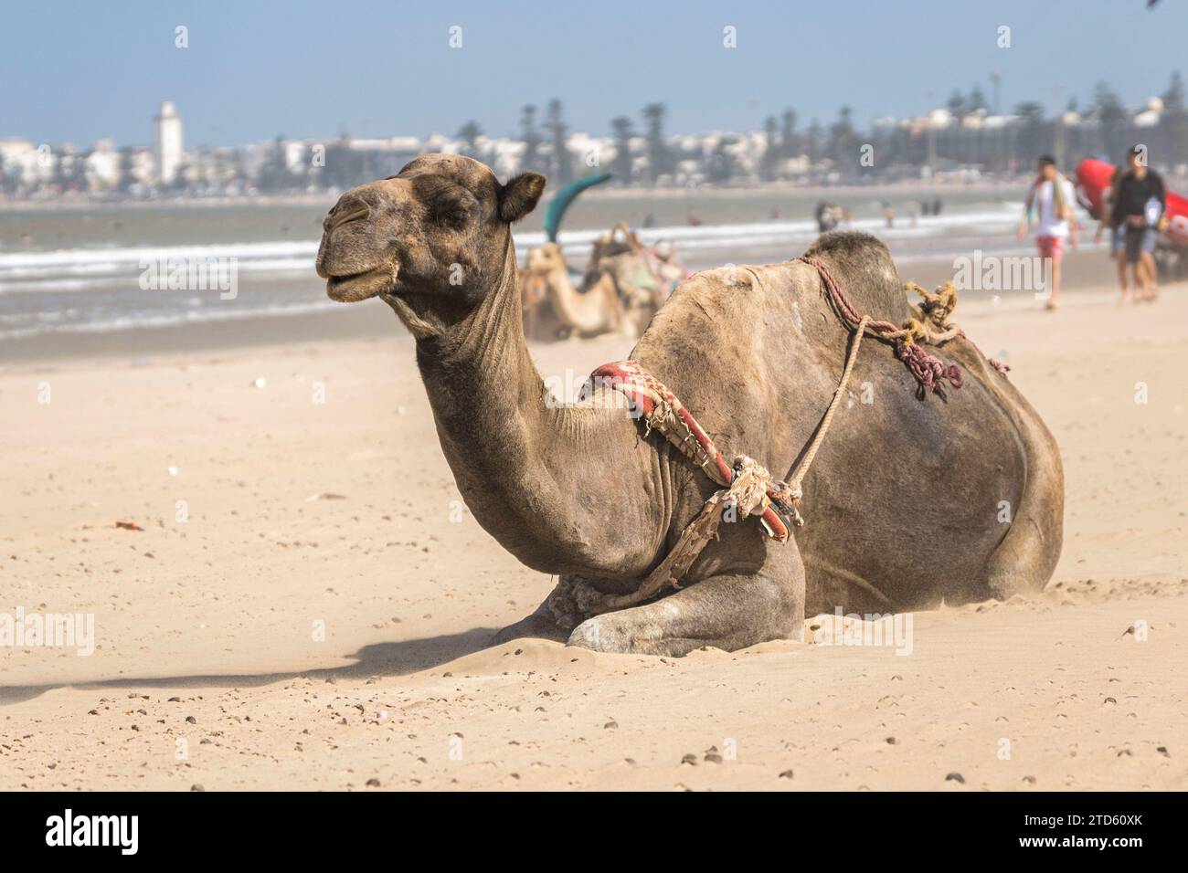 Holiday Morocco Essaouira Beach Sand Architecture Animals Horses Camels ...