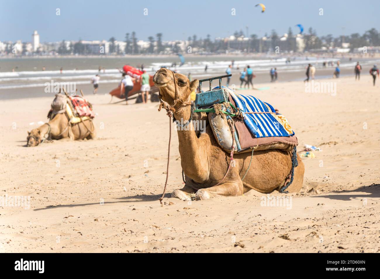Holiday Morocco Essaouira Beach Sand Architecture Animals Horses Camels ...