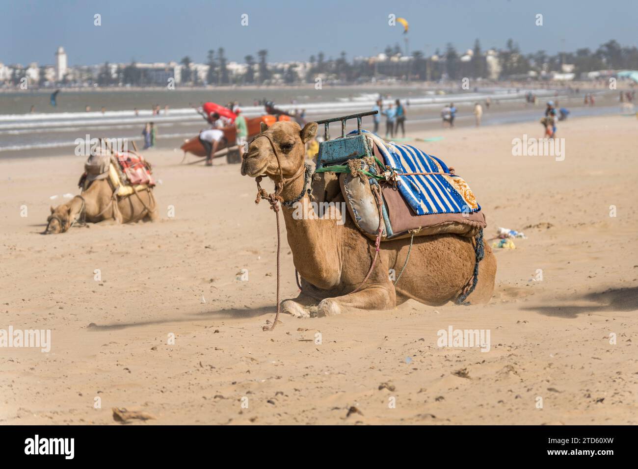 Holiday Morocco Essaouira Beach Sand Architecture Animals Horses Camels ...