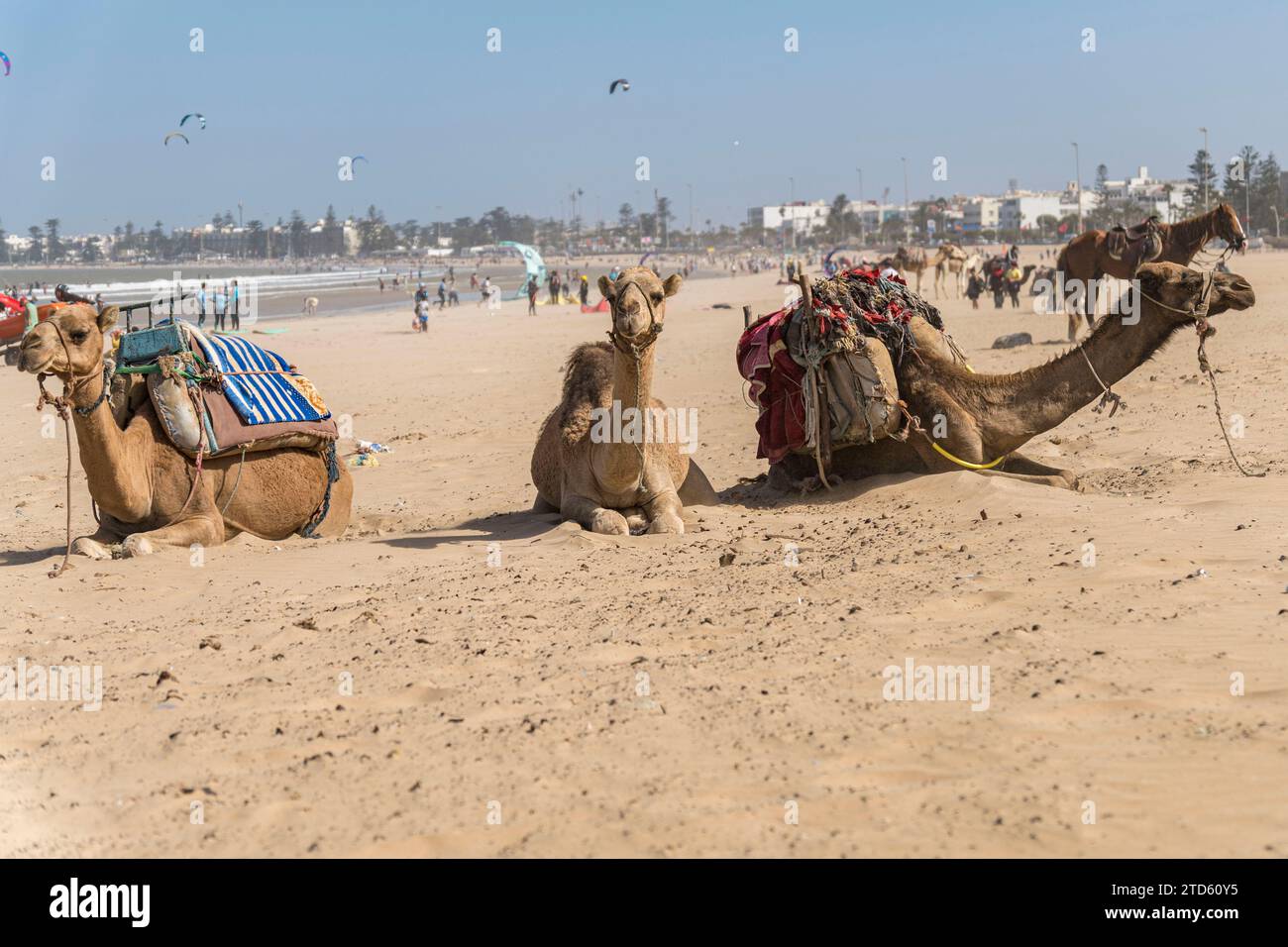Holiday Morocco Essaouira Beach Sand Architecture Animals Horses Camels ...