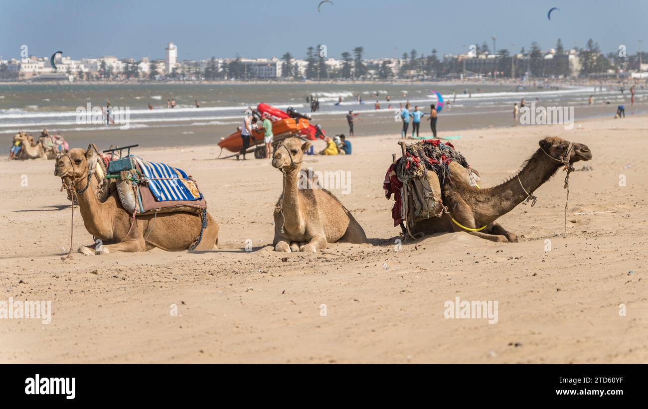 Holiday Morocco Essaouira Beach Sand Architecture Animals Horses Camels ...