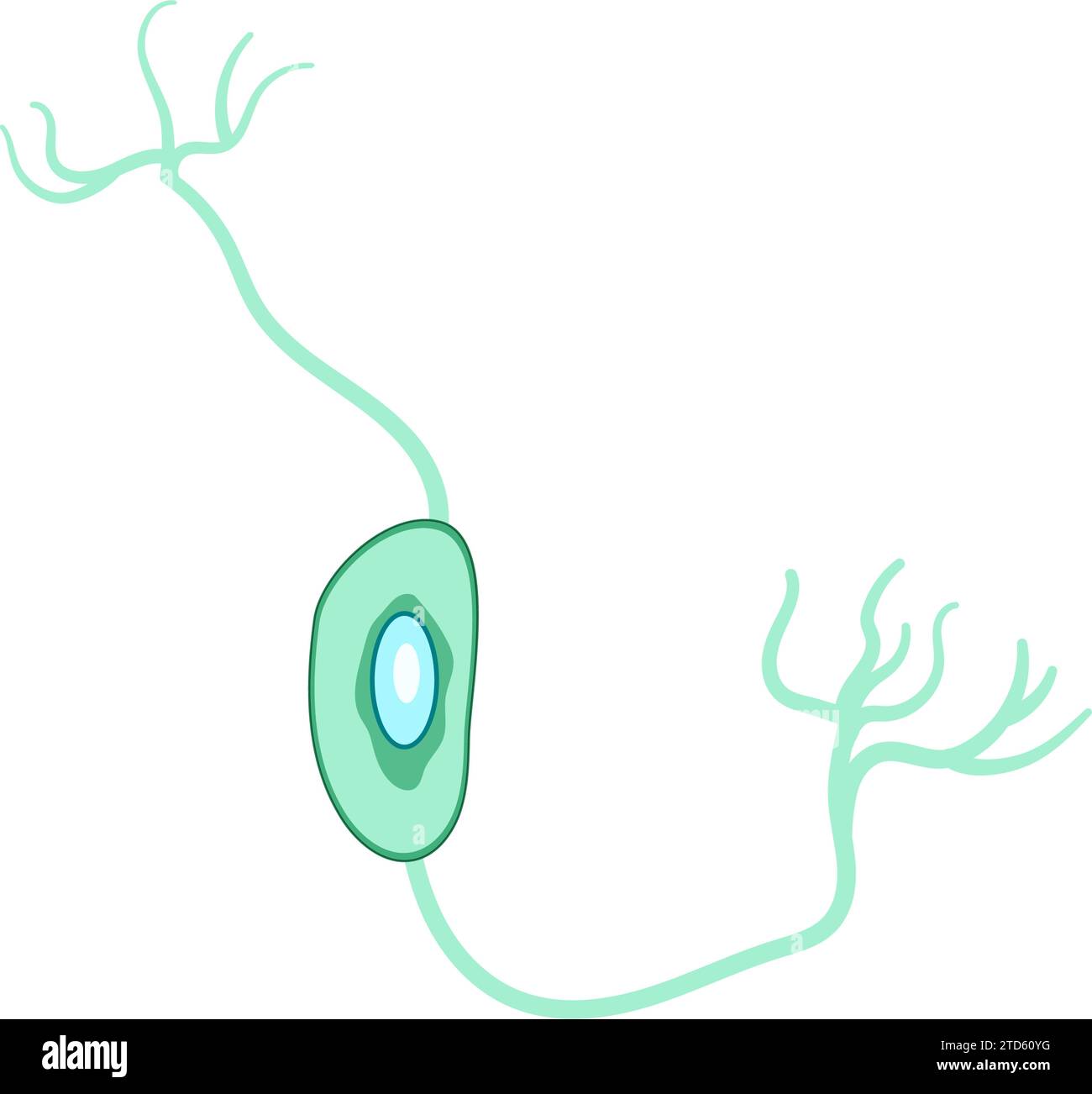 nerve neurons cartoon vector illustration Stock Vector Image & Art - Alamy
