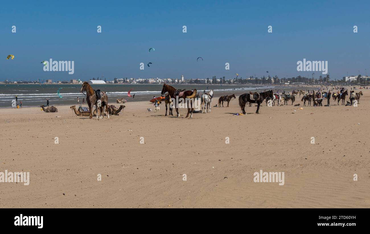 Holiday Morocco Essaouira Beach Sand Architecture Animals Horses Camels ...