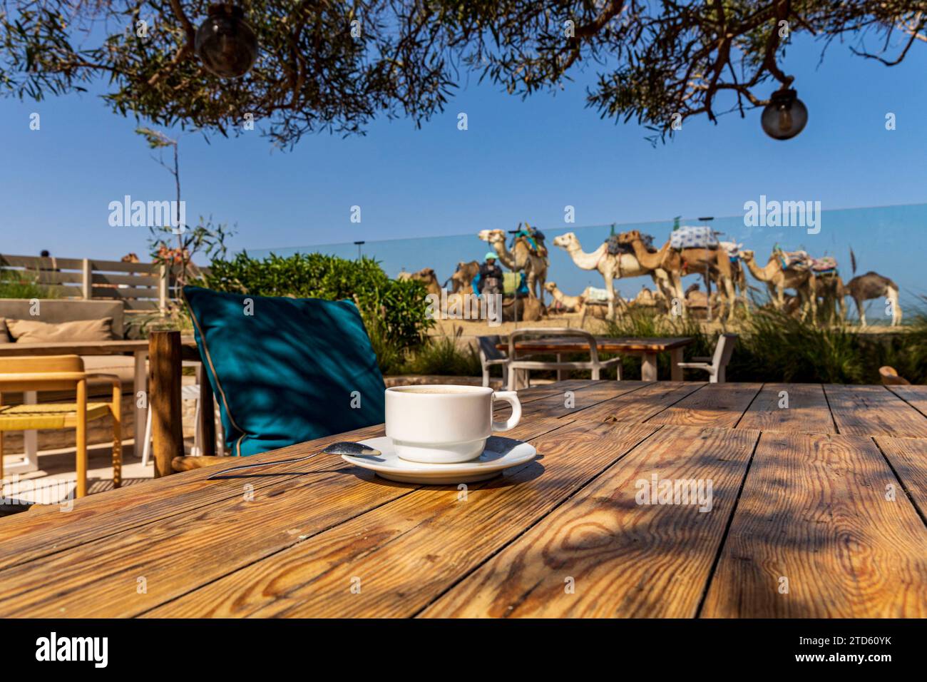 Holiday Morocco Essaouira Beach Sand Architecture Animals Horses Camels ...