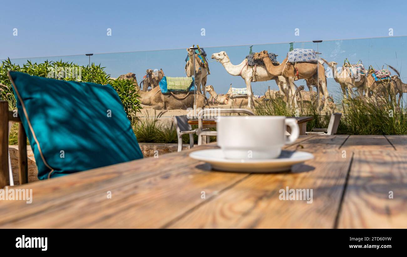 Holiday Morocco Essaouira Beach Sand Architecture Animals Horses Camels ...