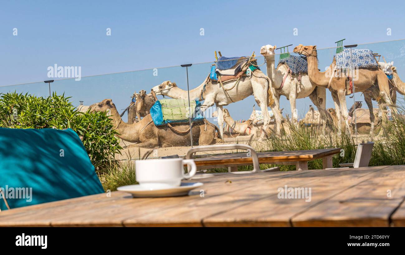 Holiday Morocco Essaouira Beach Sand Architecture Animals Horses Camels ...