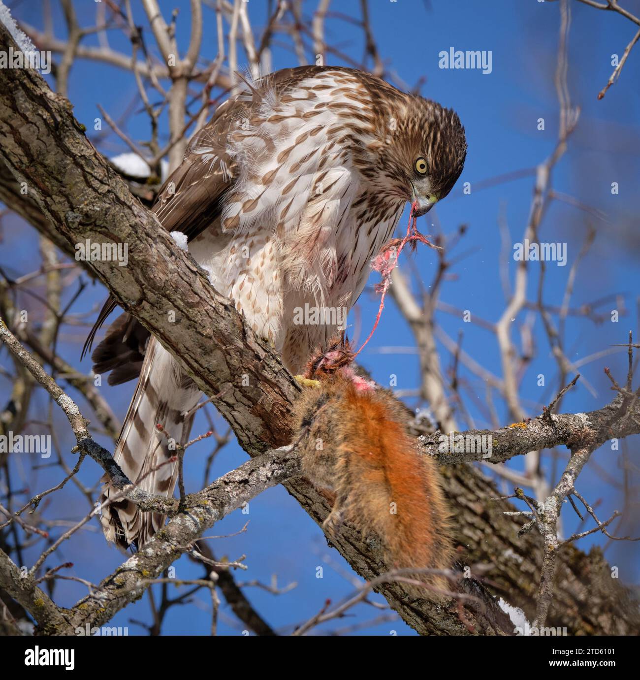 Cooper's Hawk, Accipiter cooperii. pulling entrails of squirrel it is ...