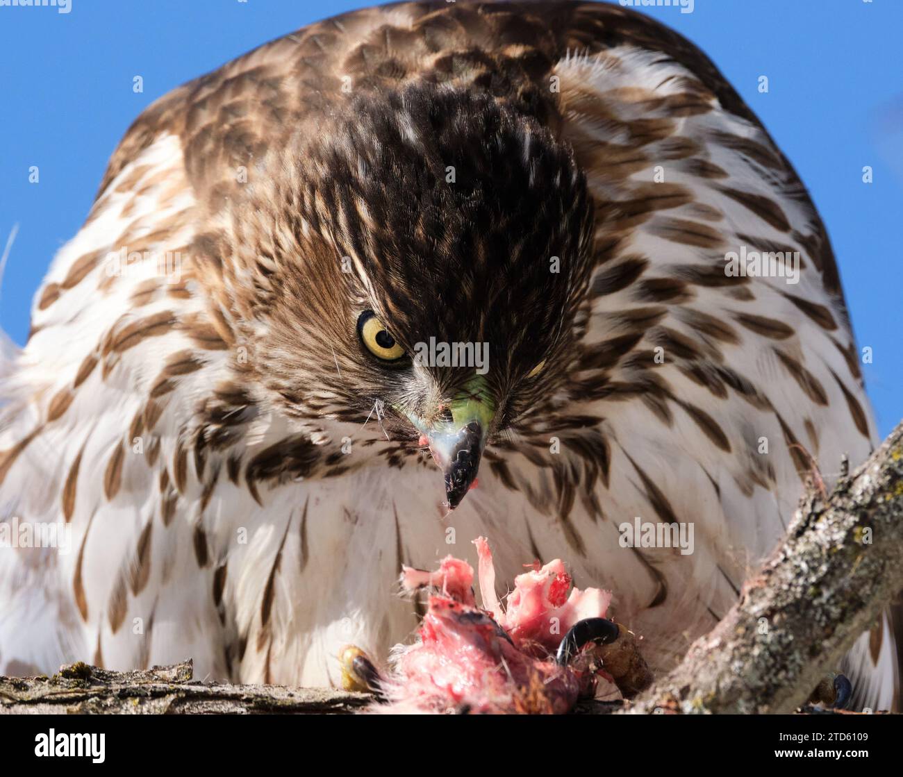 Do Hawks Eat Squirrels