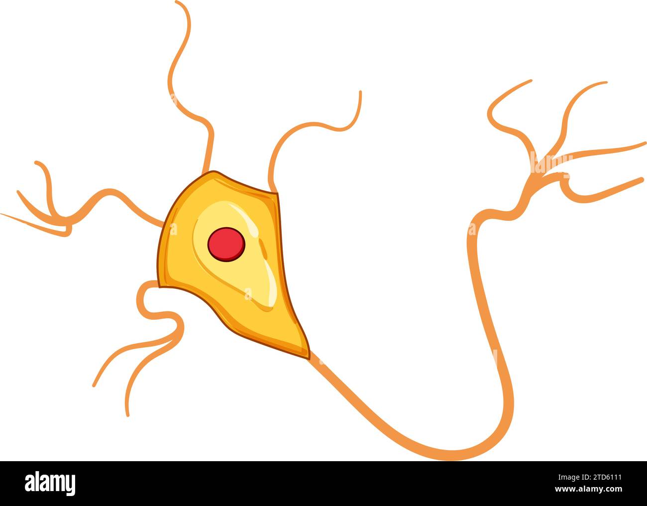 Illustration Of Neuron Anatomy Vector Infographic Stock