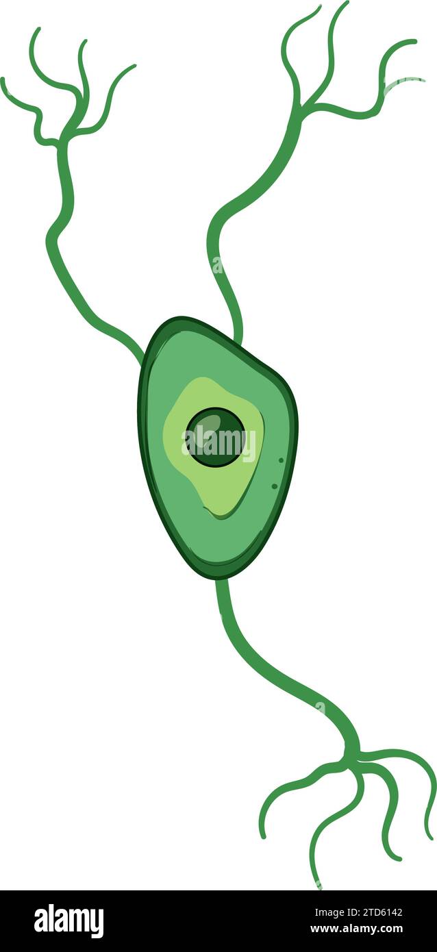 human neurons cartoon vector illustration Stock Vector Image & Art - Alamy