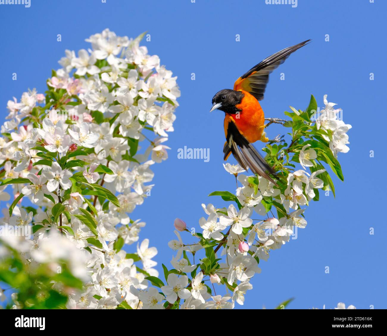Oriole flying hi-res stock photography and images - Alamy
