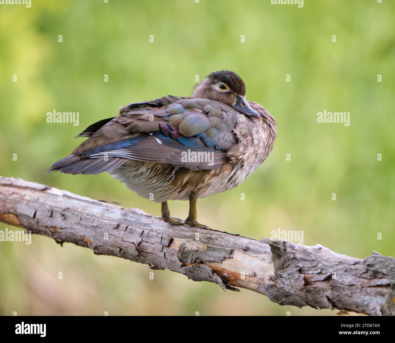 female wood duck, aix sponsa, perched on tree branch resting Stock ...