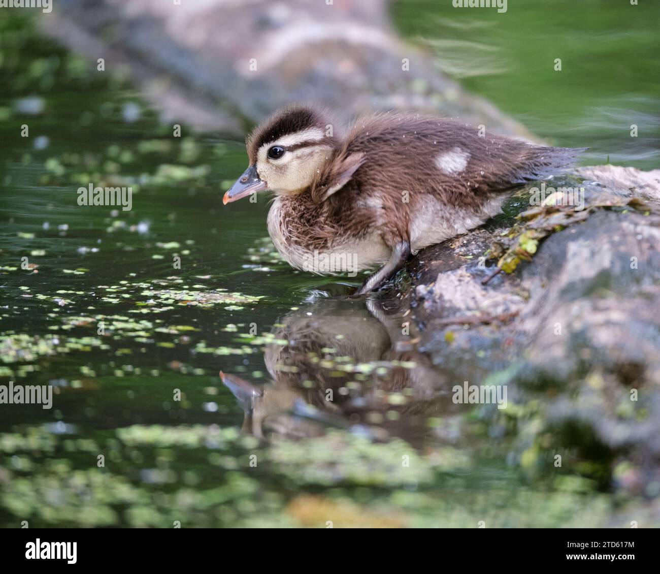 A Wood Duck duckling, Aix sponsa, venturing off log into pond Stock ...