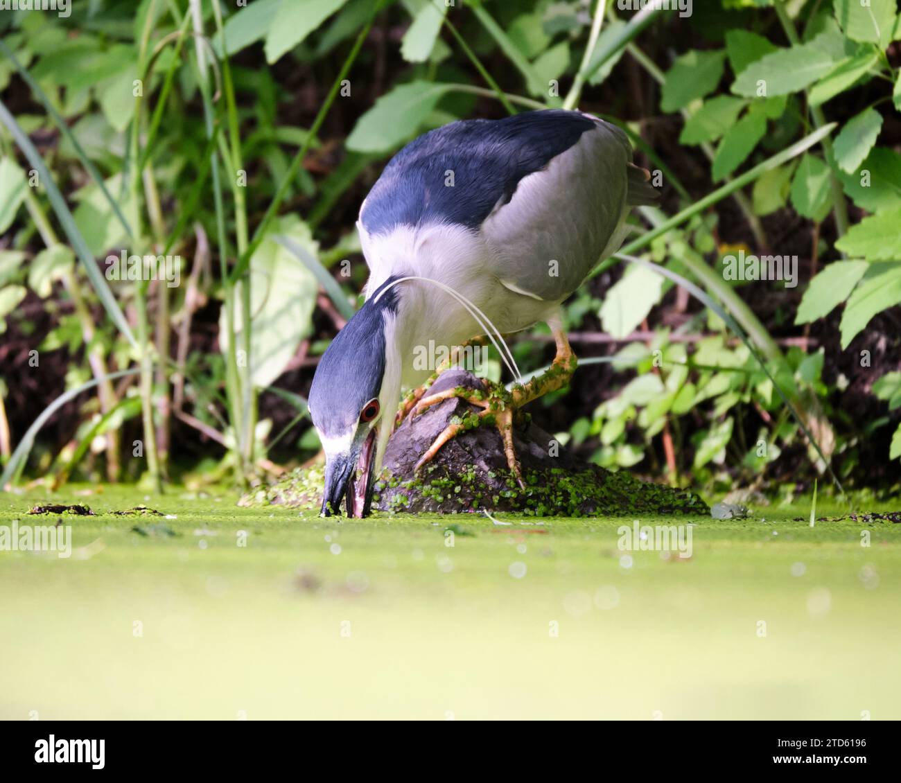 Perched Black-crowned Night-Heron on a rock, beak in water looking for ...