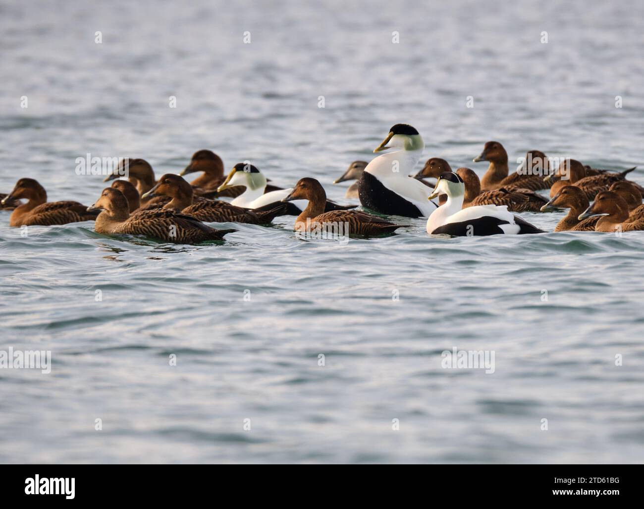 Flock of common Eiders wading in sea together Stock Photo - Alamy