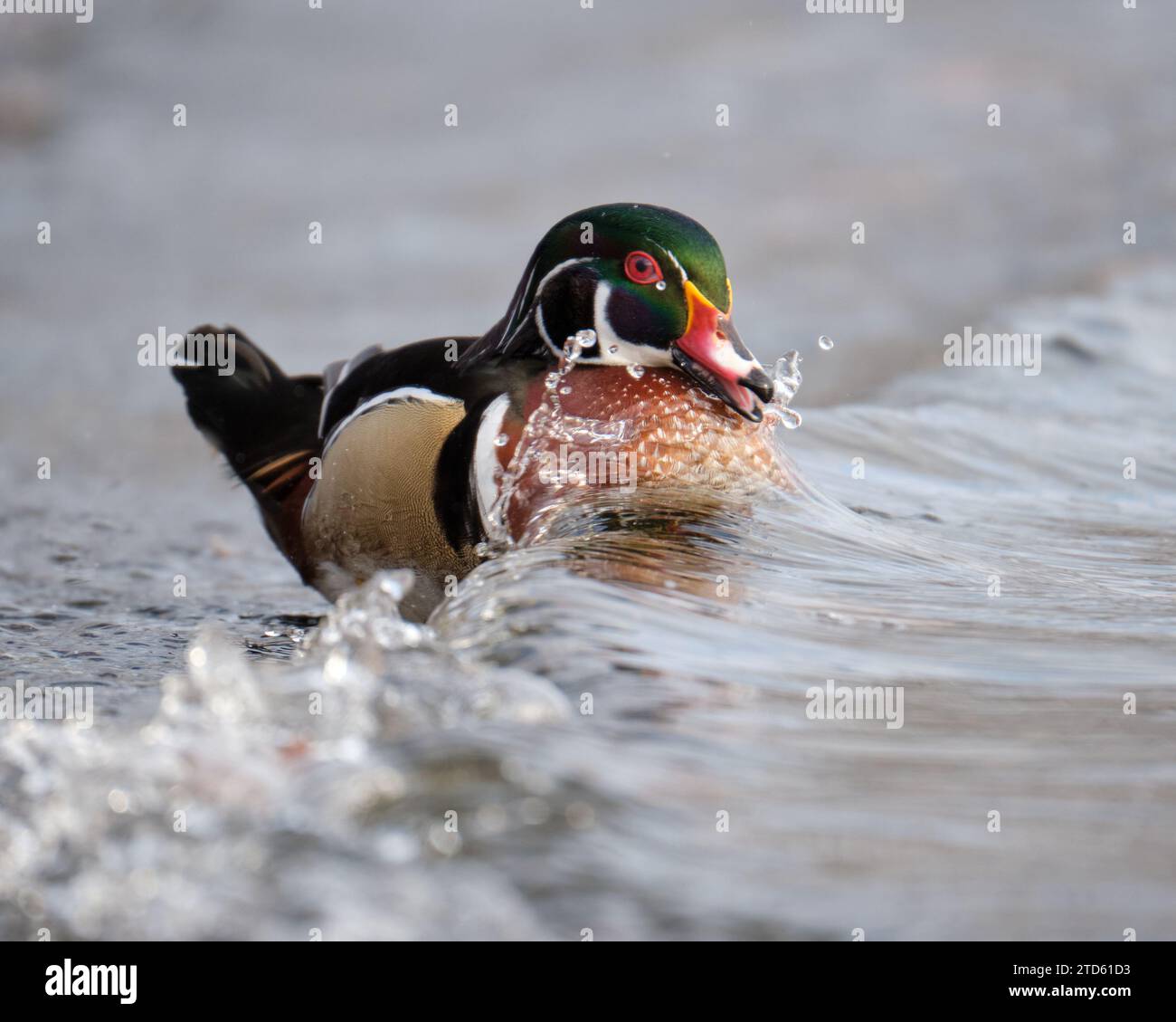 Male wood duck, Aix Sponsa, in water splashed by a wave Stock Photo - Alamy