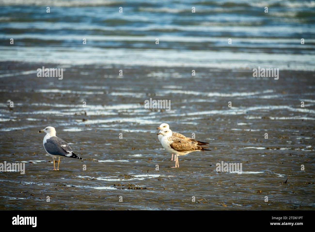 Systematics gulls hi-res stock photography and images - Alamy